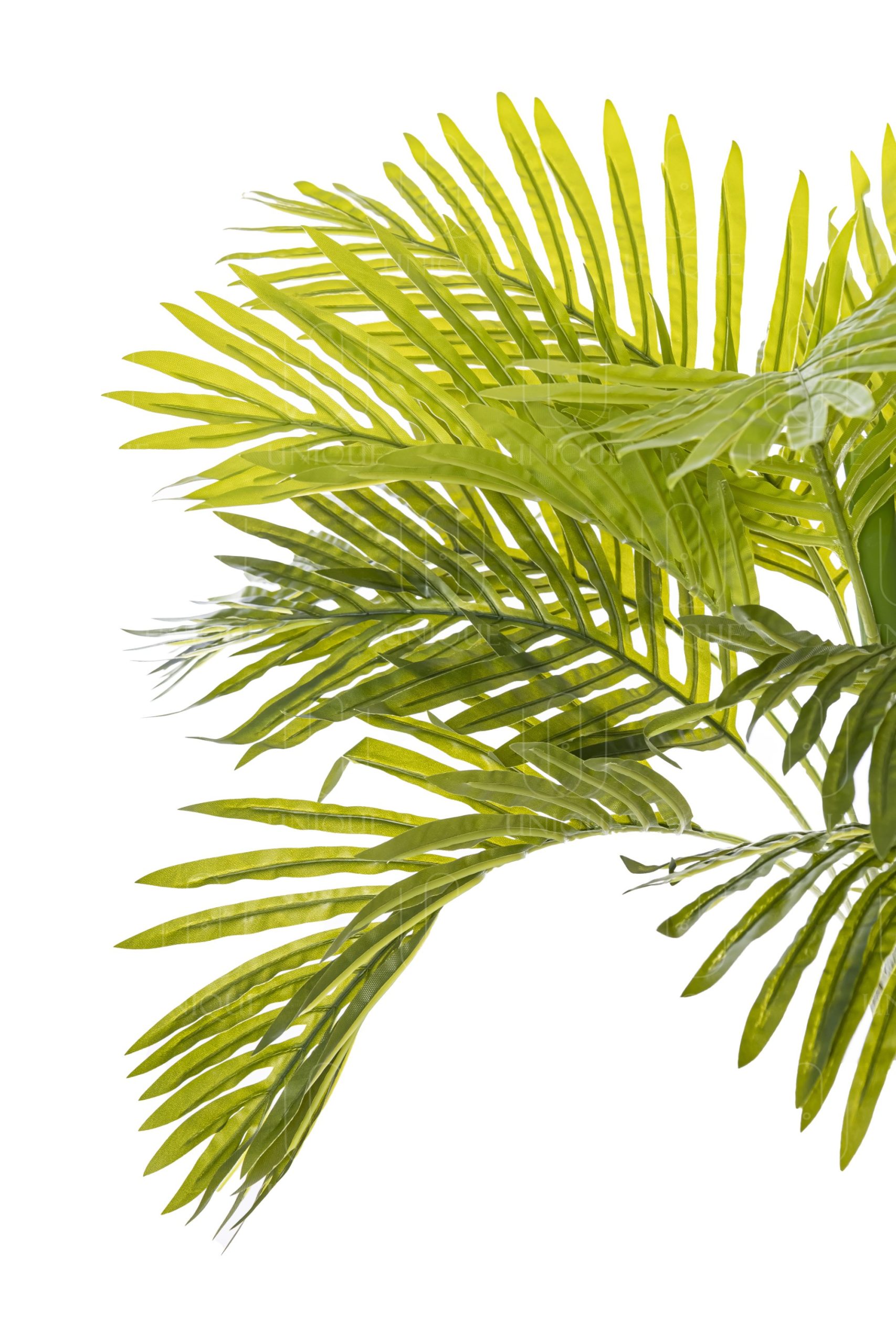 Areca Hawai 3 Trunks H200CM